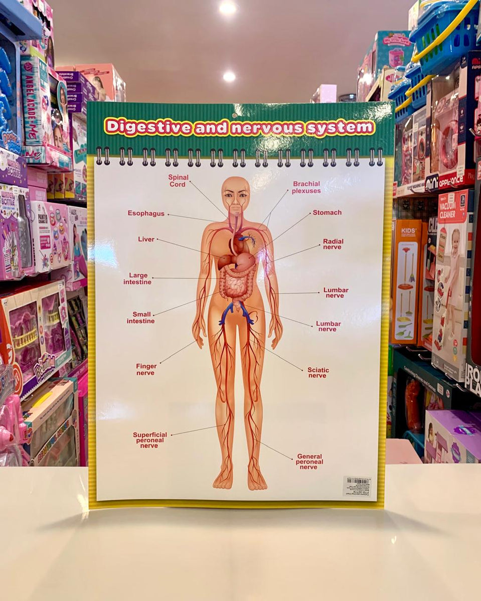 Educational Chart Nervous System FTS32774| Twinkle Star Baby & Party Store